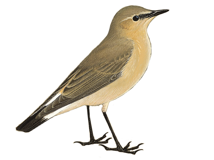 Details : Isabelline Wheatear - BirdGuides