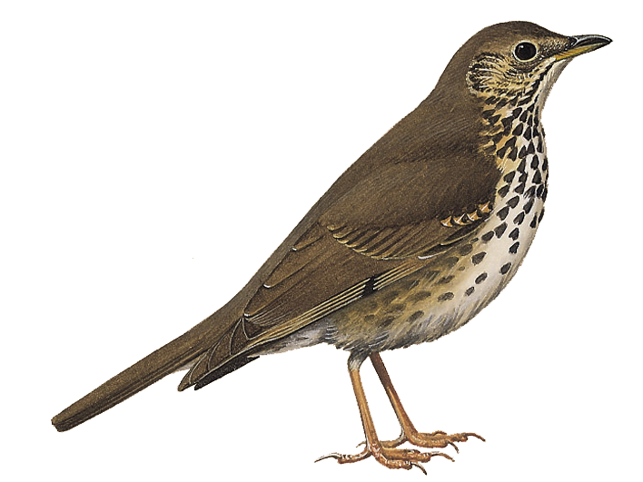 Details : Song Thrush - BirdGuides