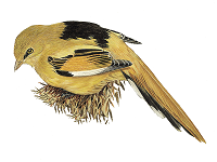 Details : Bearded Tit - BirdGuides