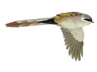 Details : Bearded Tit - BirdGuides