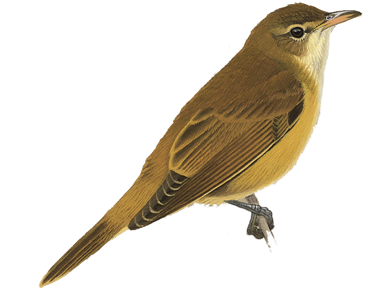 Details : Great Reed Warbler - BirdGuides