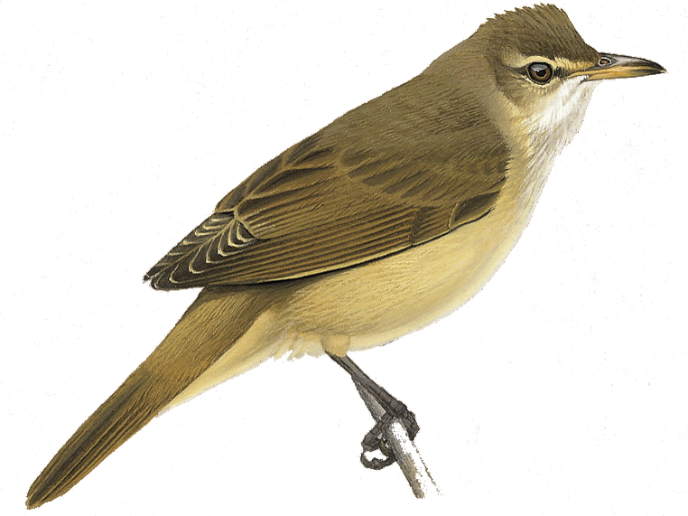 Details : Oriental Reed Warbler - BirdGuides