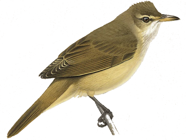 Details : Oriental Reed Warbler - BirdGuides