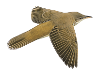 Details : Oriental Reed Warbler - BirdGuides