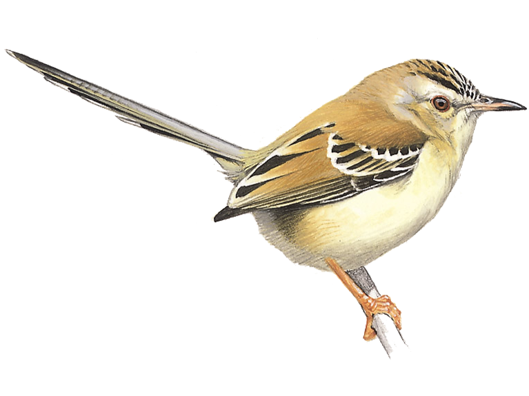 Details : Cricket Warbler - BirdGuides