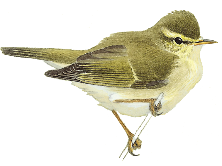 Details : Greenish Warbler - BirdGuides
