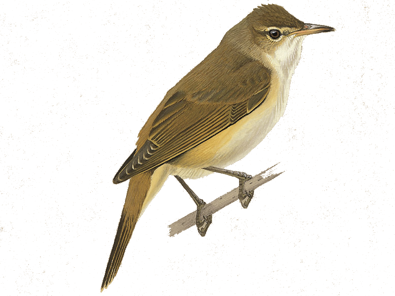 Details : Basra Reed Warbler - BirdGuides