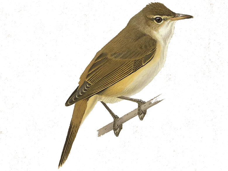 Details : Basra Reed Warbler - BirdGuides