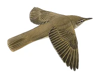 Details : Basra Reed Warbler - BirdGuides