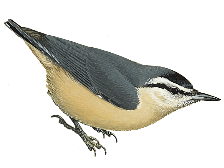 Details : Algerian Nuthatch - BirdGuides