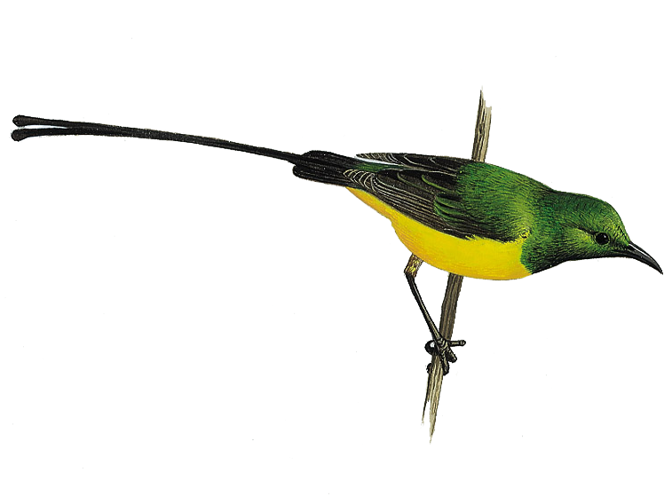 Details : Pygmy Sunbird - BirdGuides