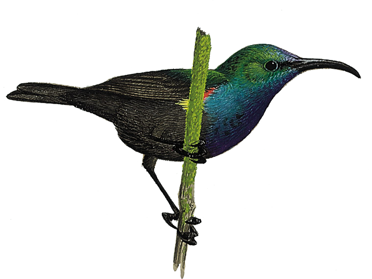 Details : Palestine Sunbird - BirdGuides