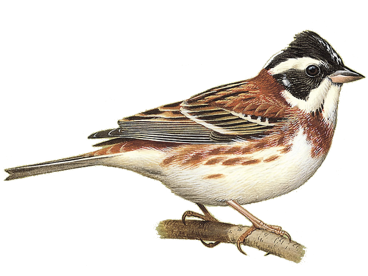 Details : Rustic Bunting - BirdGuides