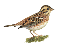 Details : Rustic Bunting - BirdGuides