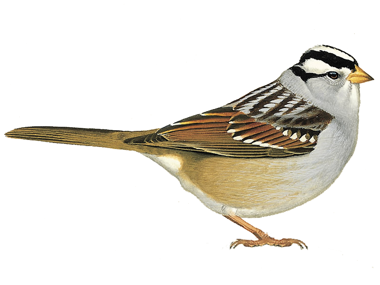 Details : White-crowned Sparrow - BirdGuides