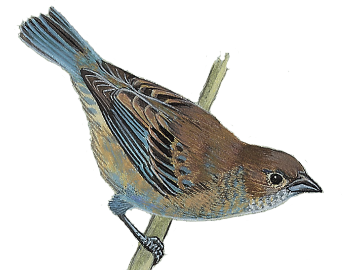 Details : Indigo Bunting - BirdGuides