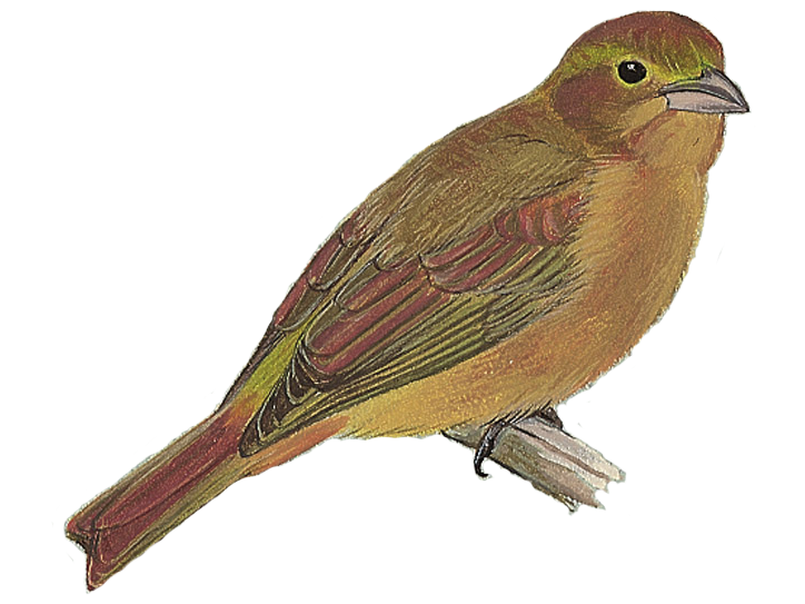 Details : Summer Tanager - BirdGuides