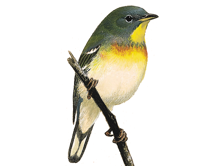 Details : Northern Parula - BirdGuides