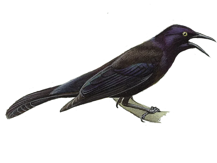 Details : Common Grackle - BirdGuides