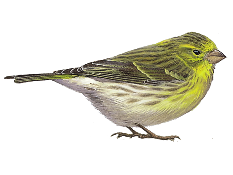 Details : European Serin - BirdGuides