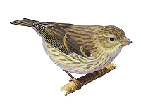 Details : European Serin - BirdGuides