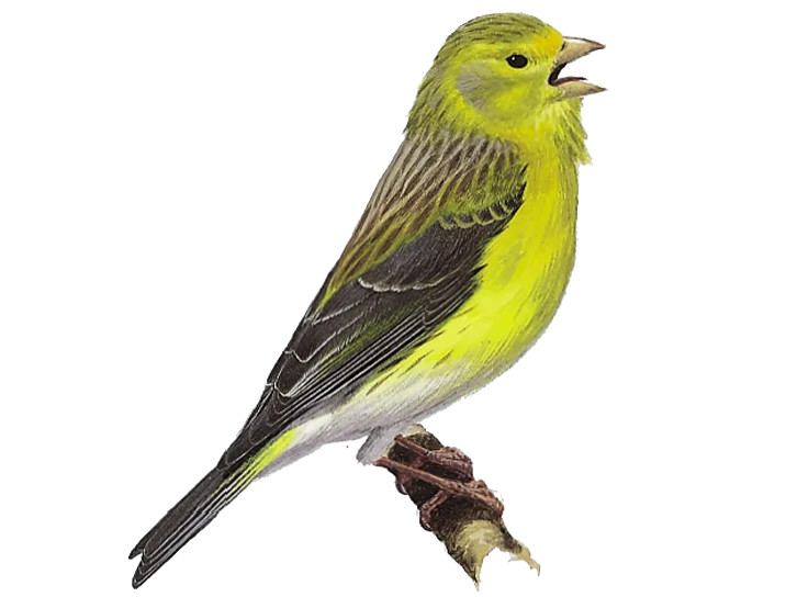 Details : Atlantic Canary - BirdGuides
