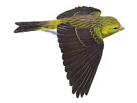 Details : Atlantic Canary - BirdGuides