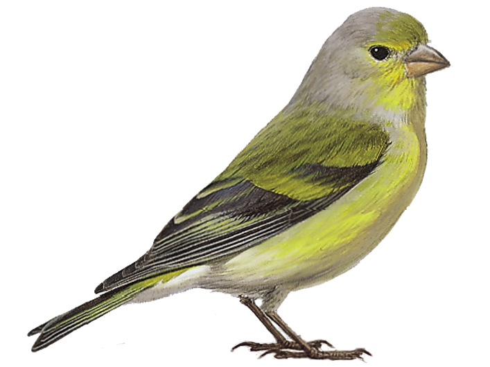 Details : Citril Finch - BirdGuides