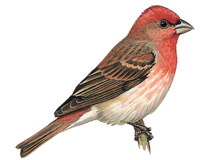 Details : Common Rosefinch - BirdGuides