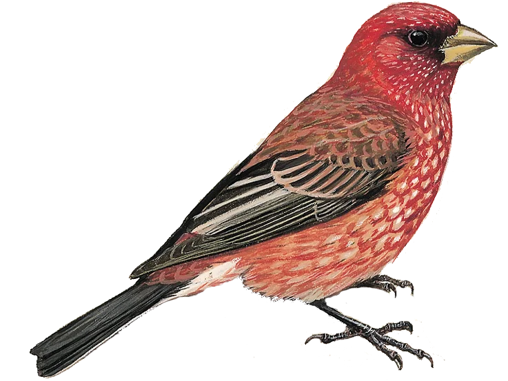Details : Great Rosefinch - BirdGuides