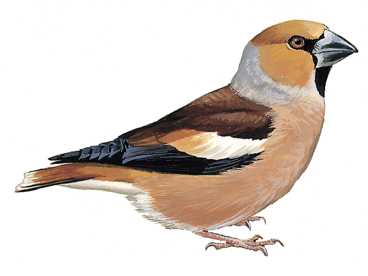 Details : Hawfinch - BirdGuides