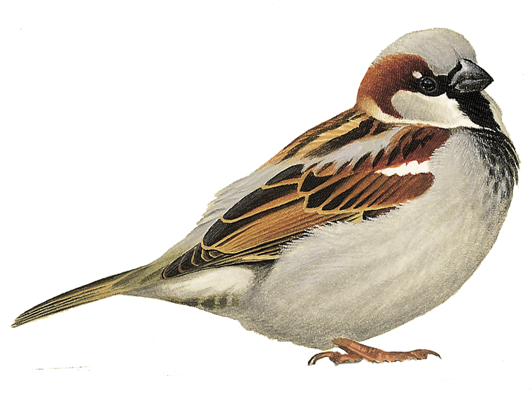 Details : House Sparrow - BirdGuides