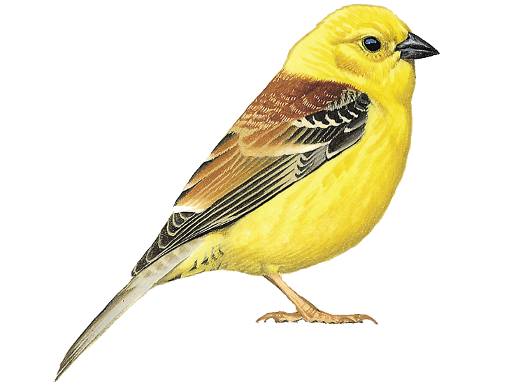 Details : Sudan Golden Sparrow - BirdGuides