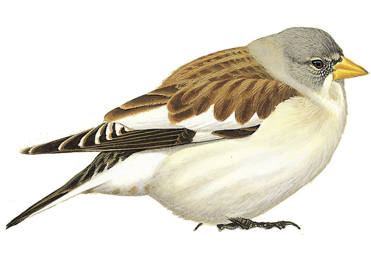 Details : White-winged Snowfinch - BirdGuides