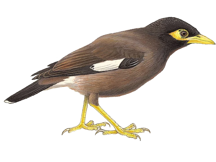 Details : Common Myna - BirdGuides
