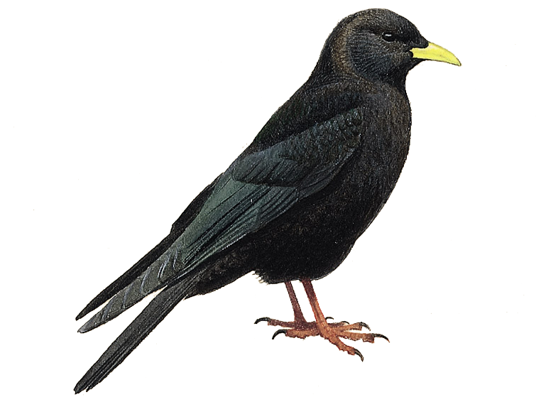 Details : Alpine Chough - BirdGuides