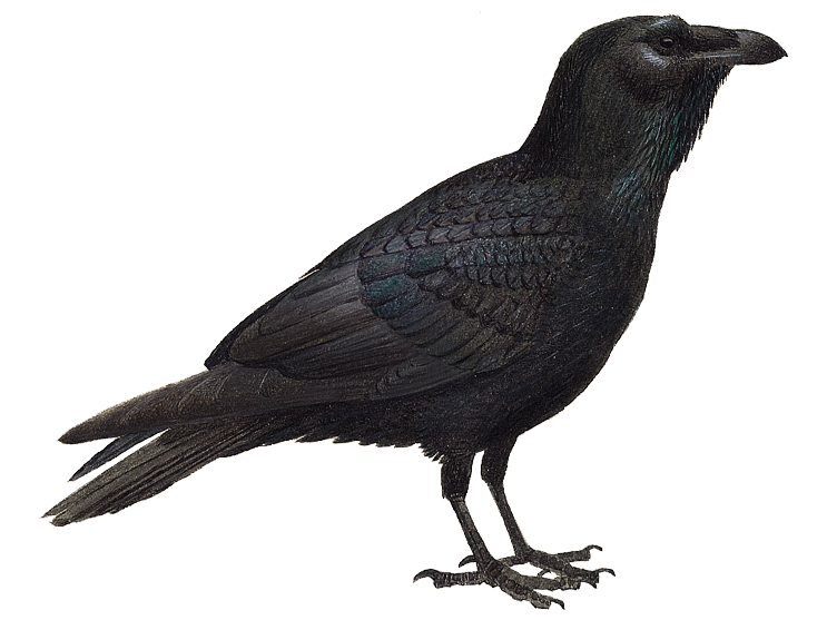 Details : Raven - BirdGuides