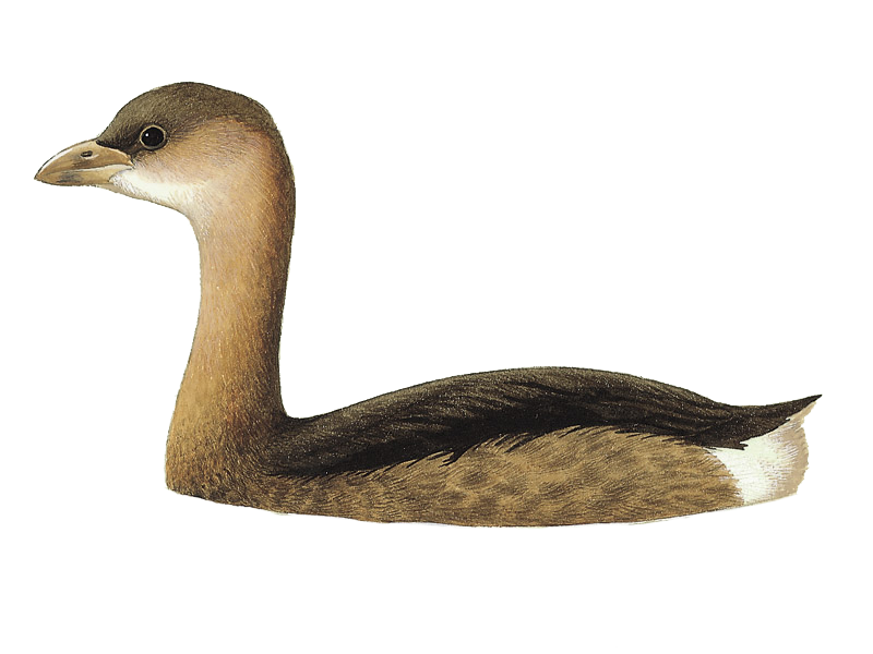 Details : Pied-billed Grebe - BirdGuides