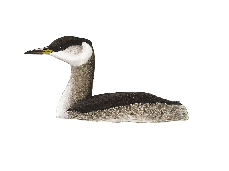 Details : Red-necked Grebe - BirdGuides