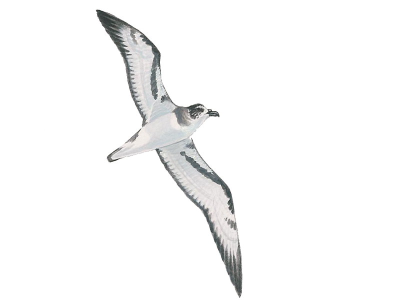 Details : Bermuda Petrel - BirdGuides