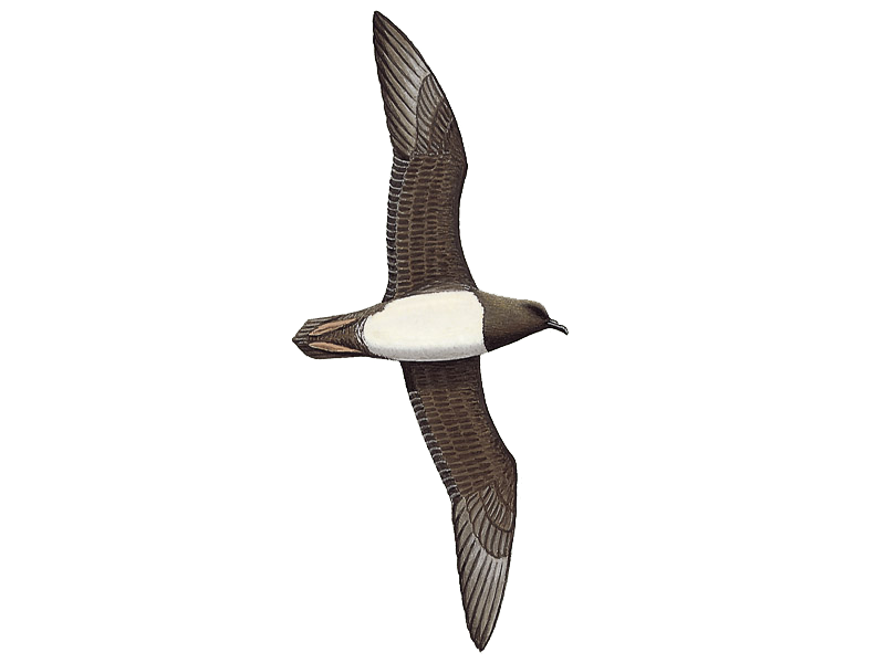 Details : Atlantic Petrel - BirdGuides
