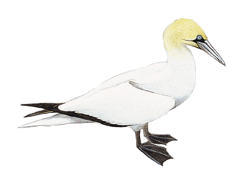 Details : Northern Gannet - BirdGuides