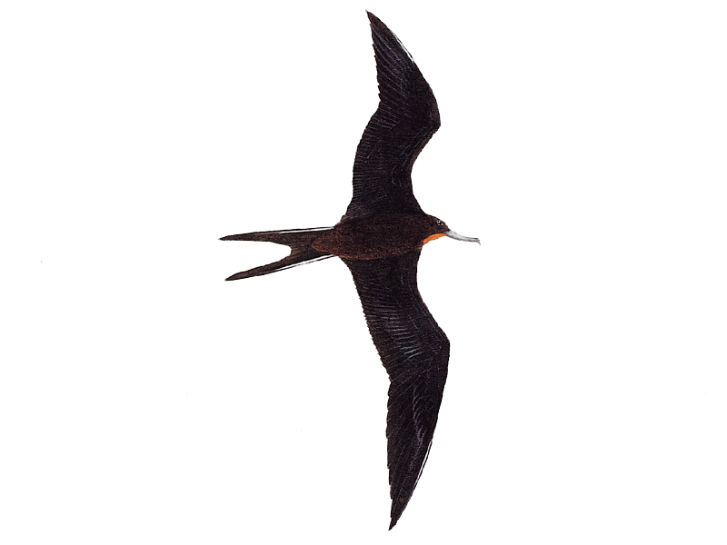 Details : Magnificent Frigatebird - BirdGuides