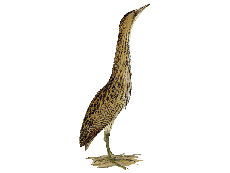 Details : Eurasian Bittern - BirdGuides