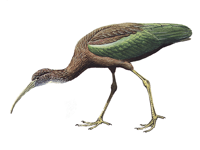 Details : Glossy Ibis - BirdGuides