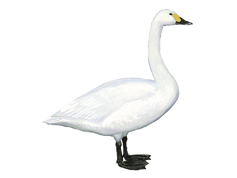 Details : Bewick's Swan - BirdGuides