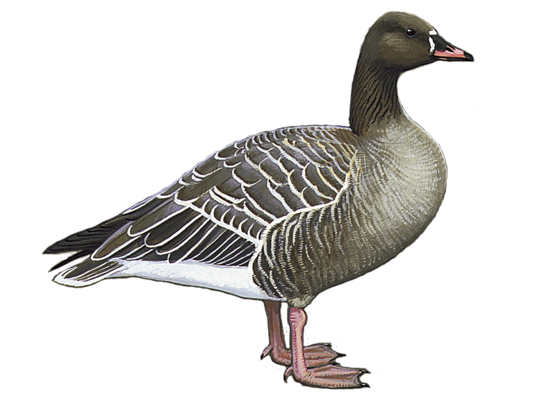 Details : Pink-footed Goose - BirdGuides