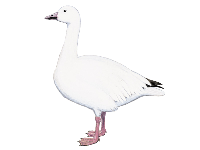 Details : Snow Goose - BirdGuides
