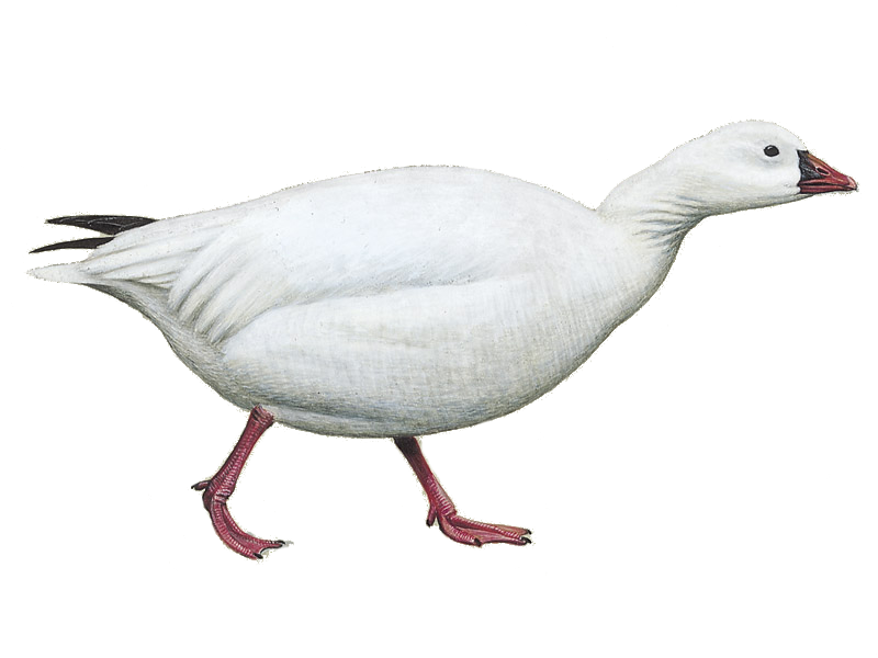 Details : Ross's Goose - BirdGuides