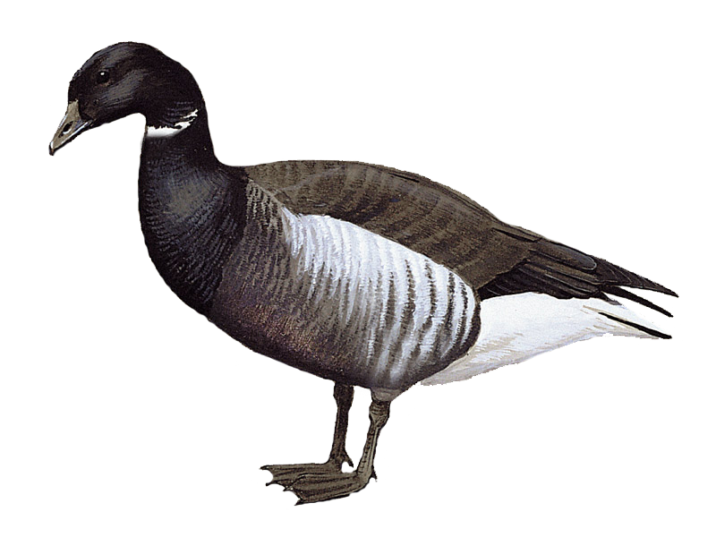 Details : Grey-bellied Brant - BirdGuides